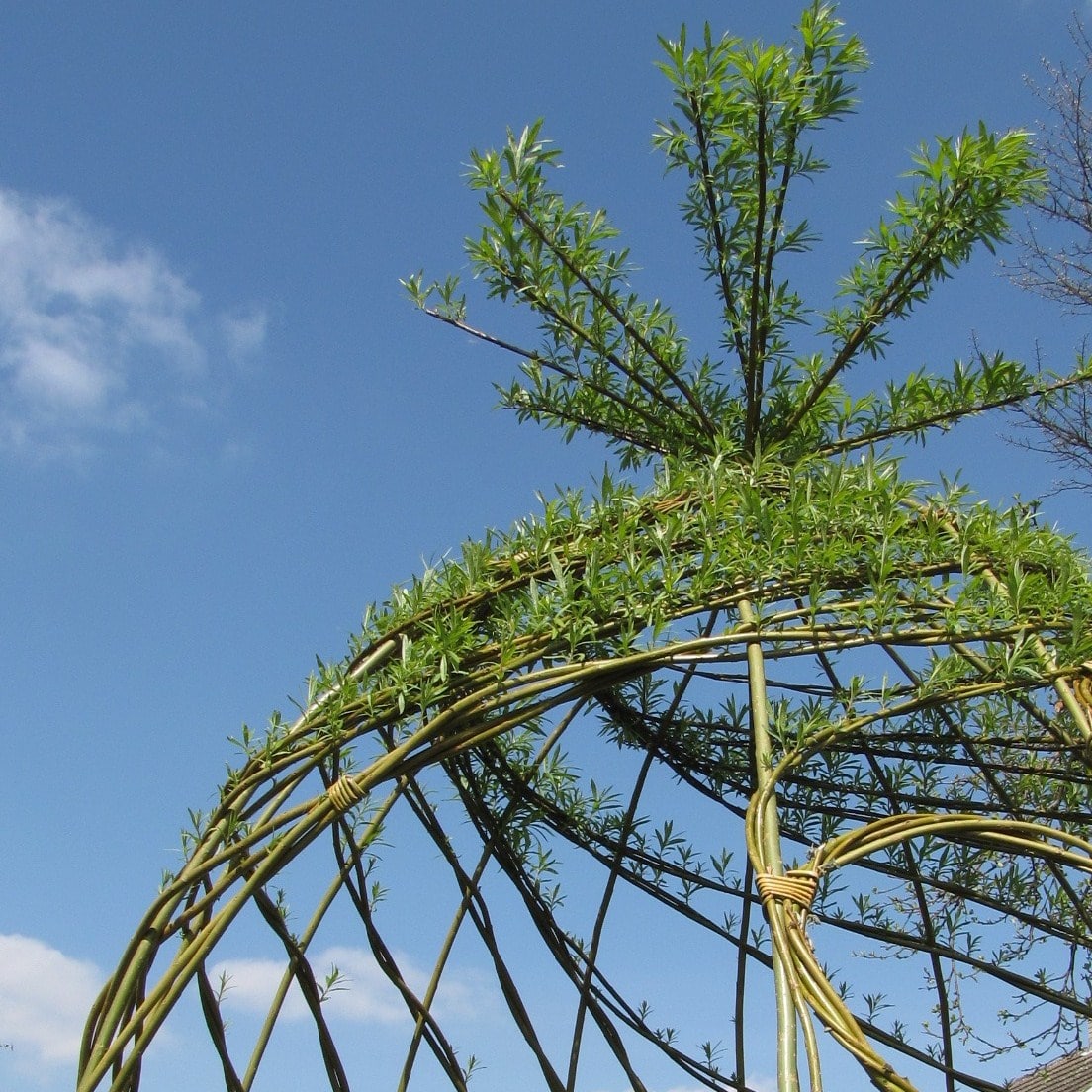 Willow Plant Supports (1 Day) - Zantium Studios